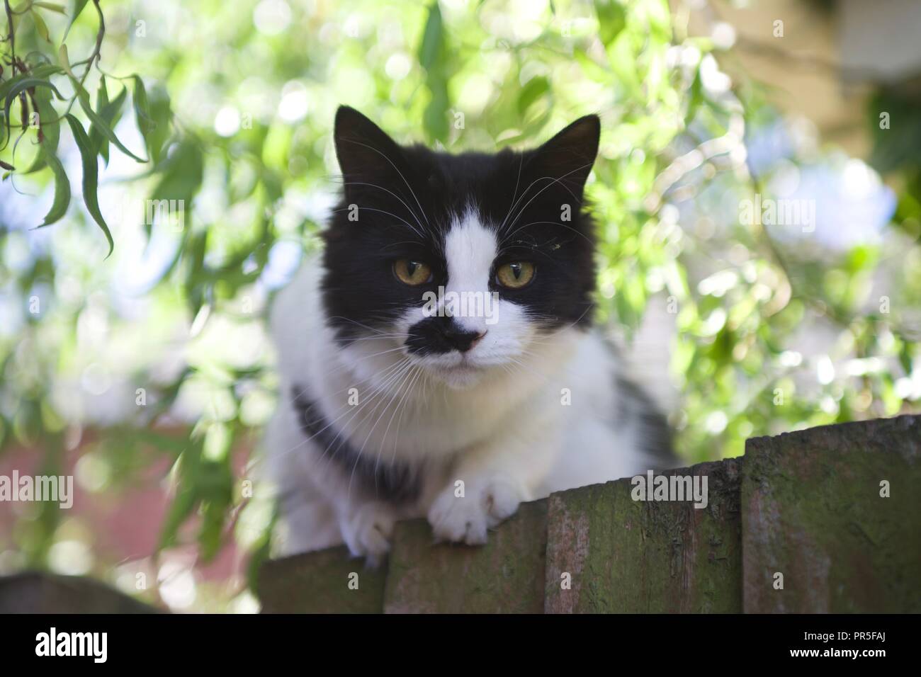 Black and white cat perched on a wooden fence in a sunny garden, with ...