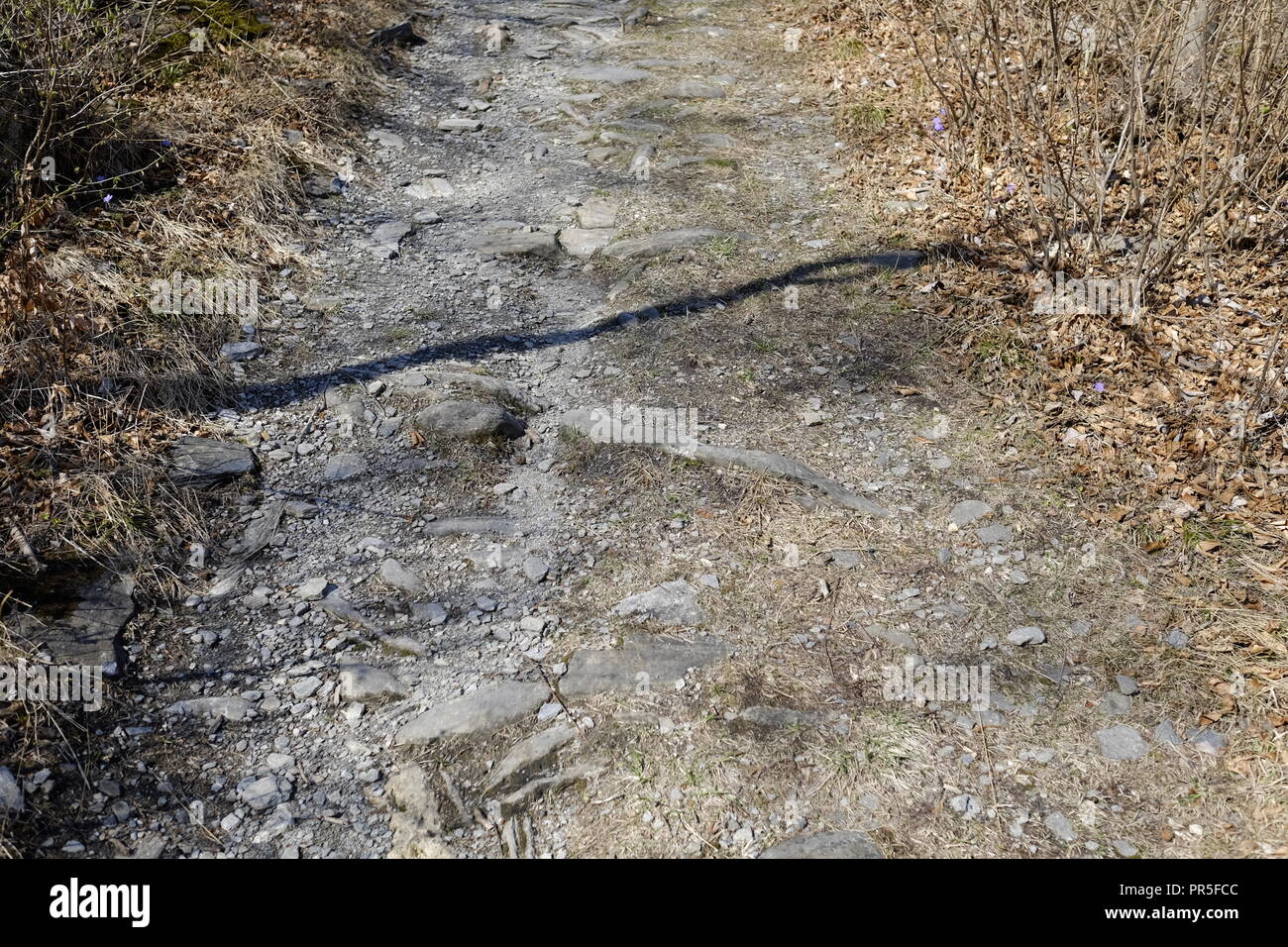 Texture of the dirt path Stock Photo - Alamy