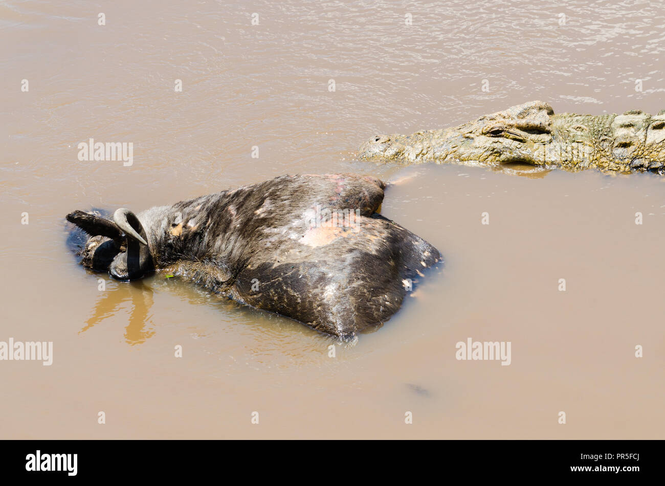 Rotten carcass hi-res stock photography and images - Alamy