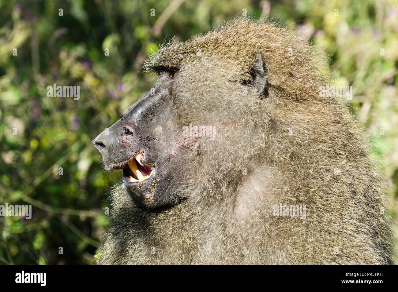 Scarred face hi-res stock photography and images - Alamy