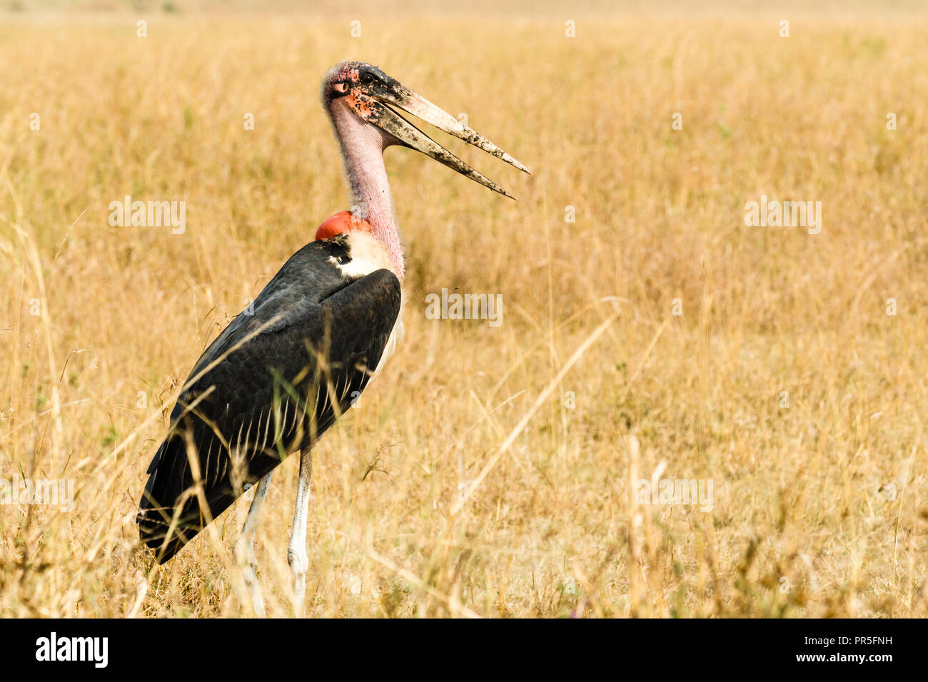 Marabou stork, Maasai Mara National Reserve, Kenya Stock Photo - Alamy