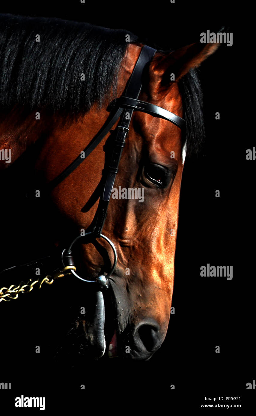 Walked around pre parade ring hi-res stock photography and images - Alamy