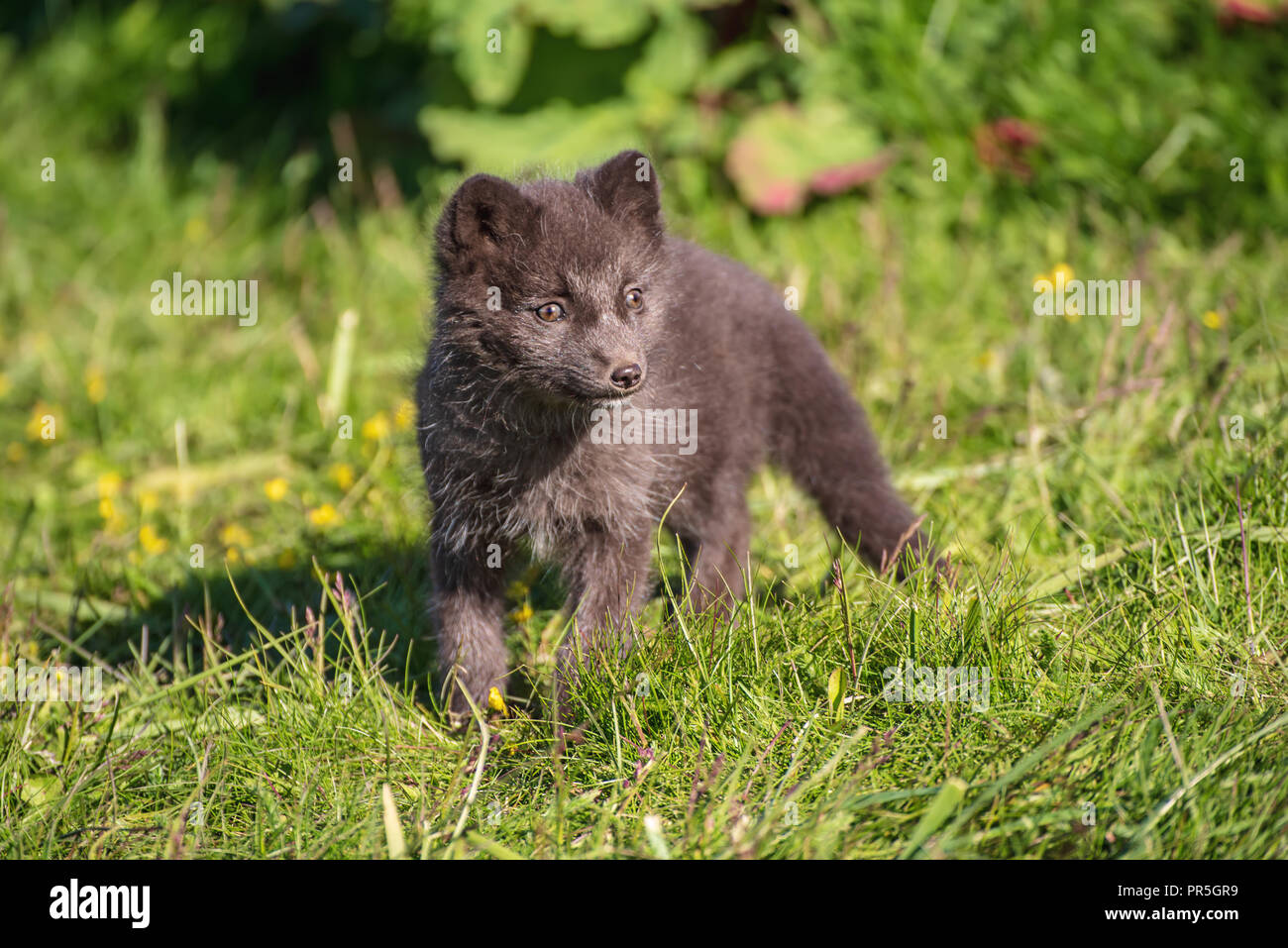 Grey fox cub hi-res stock photography and images - Alamy