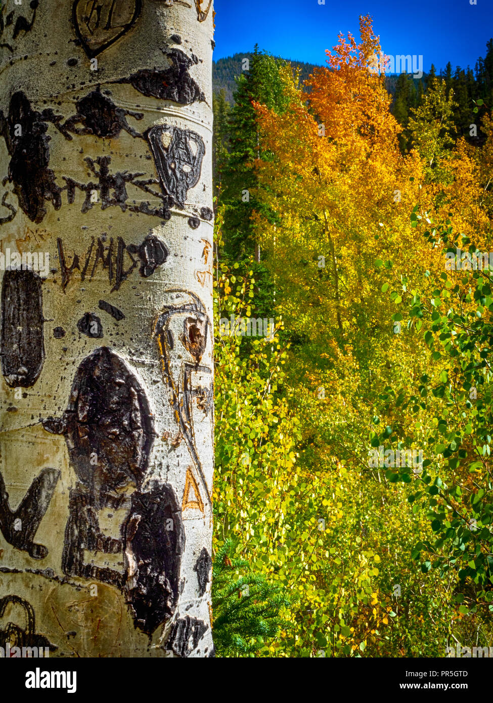 White Aspen Bark and Colorful Foliage Stock Photo - Alamy