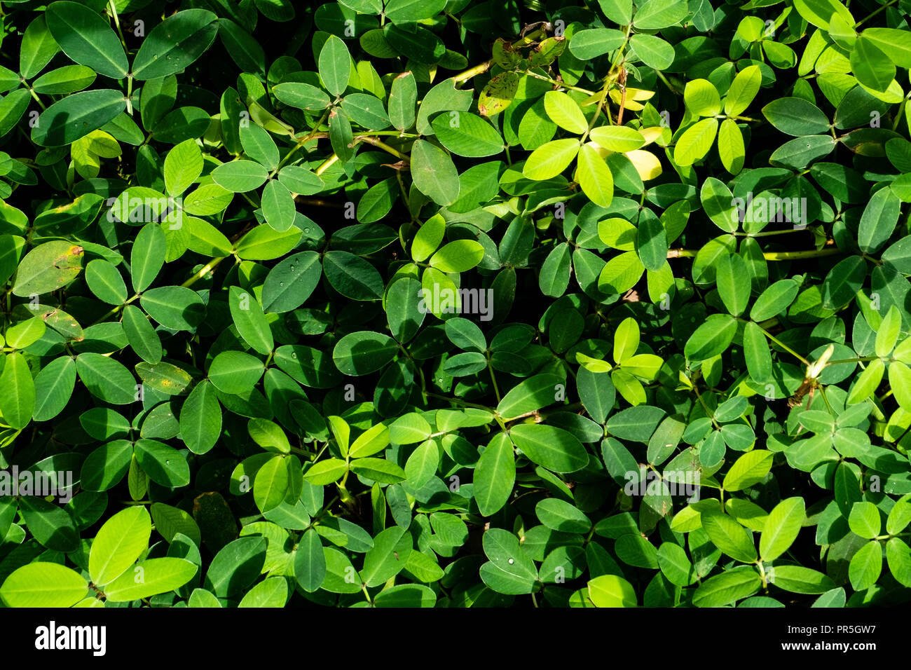 Texture of foliage, detail of green leaves Stock Photo - Alamy