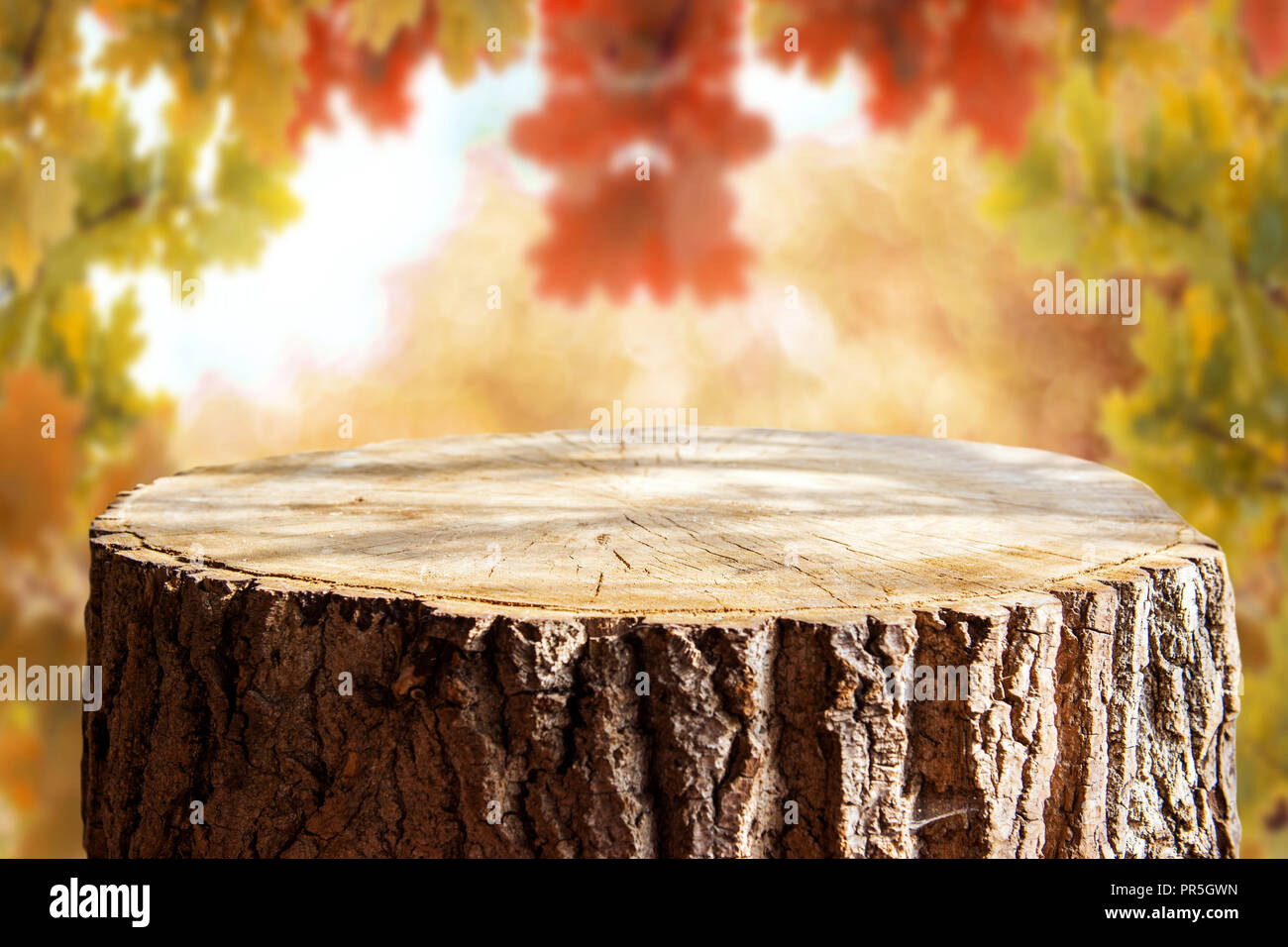 Empty tree trunk for display montags Stock Photo - Alamy