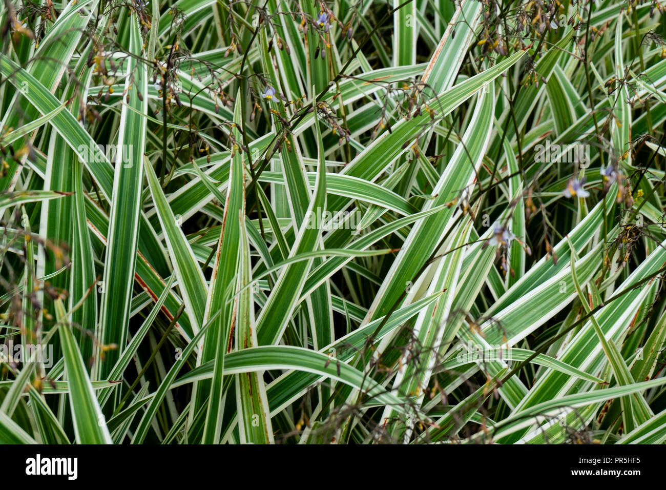 Green and white foliage with flower detail Stock Photo - Alamy