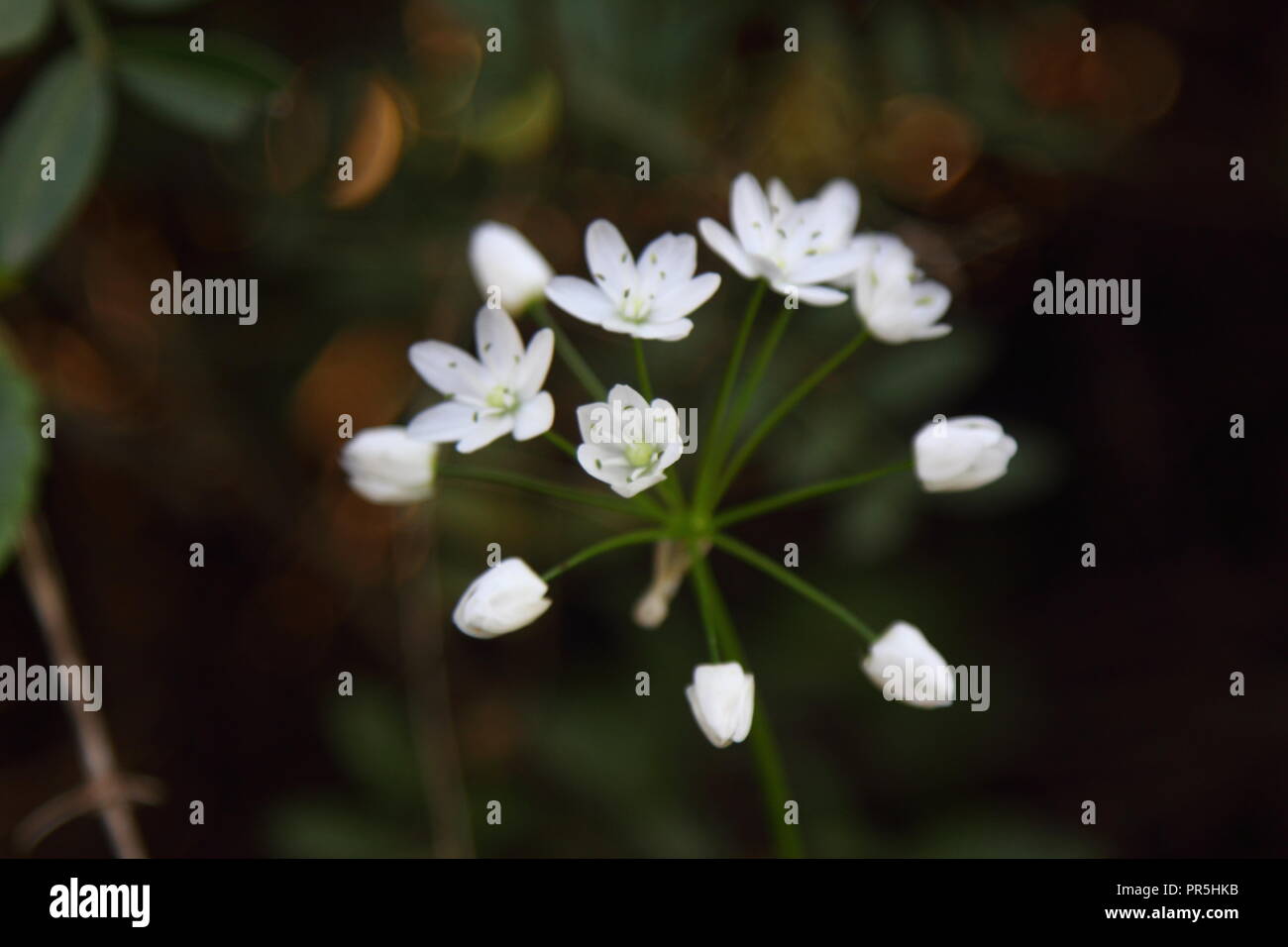 Beautiful flowers blooming in the garden, Bodrum Turkey Stock Photo - Alamy