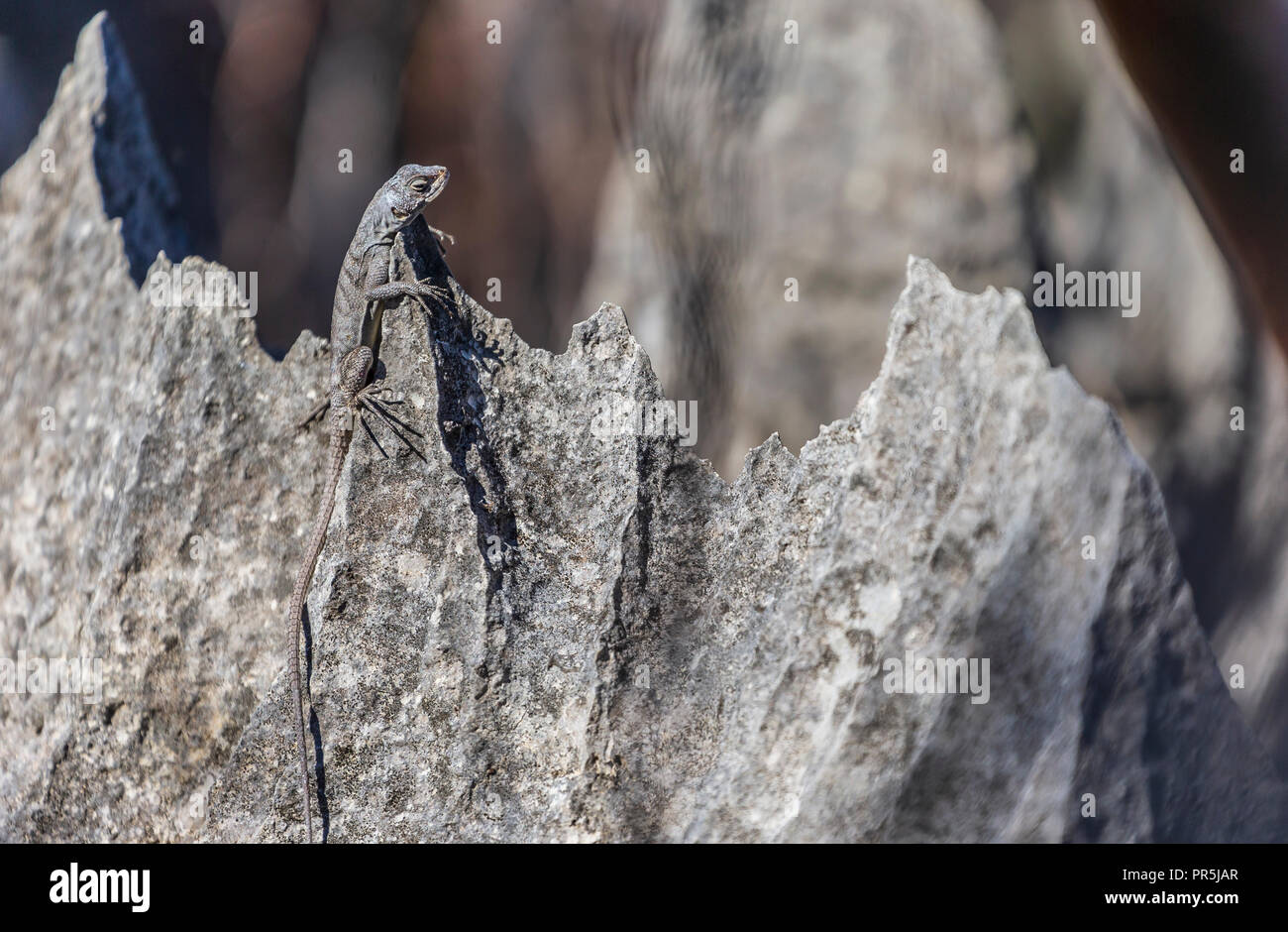 Grey lizards hi-res stock photography and images - Alamy