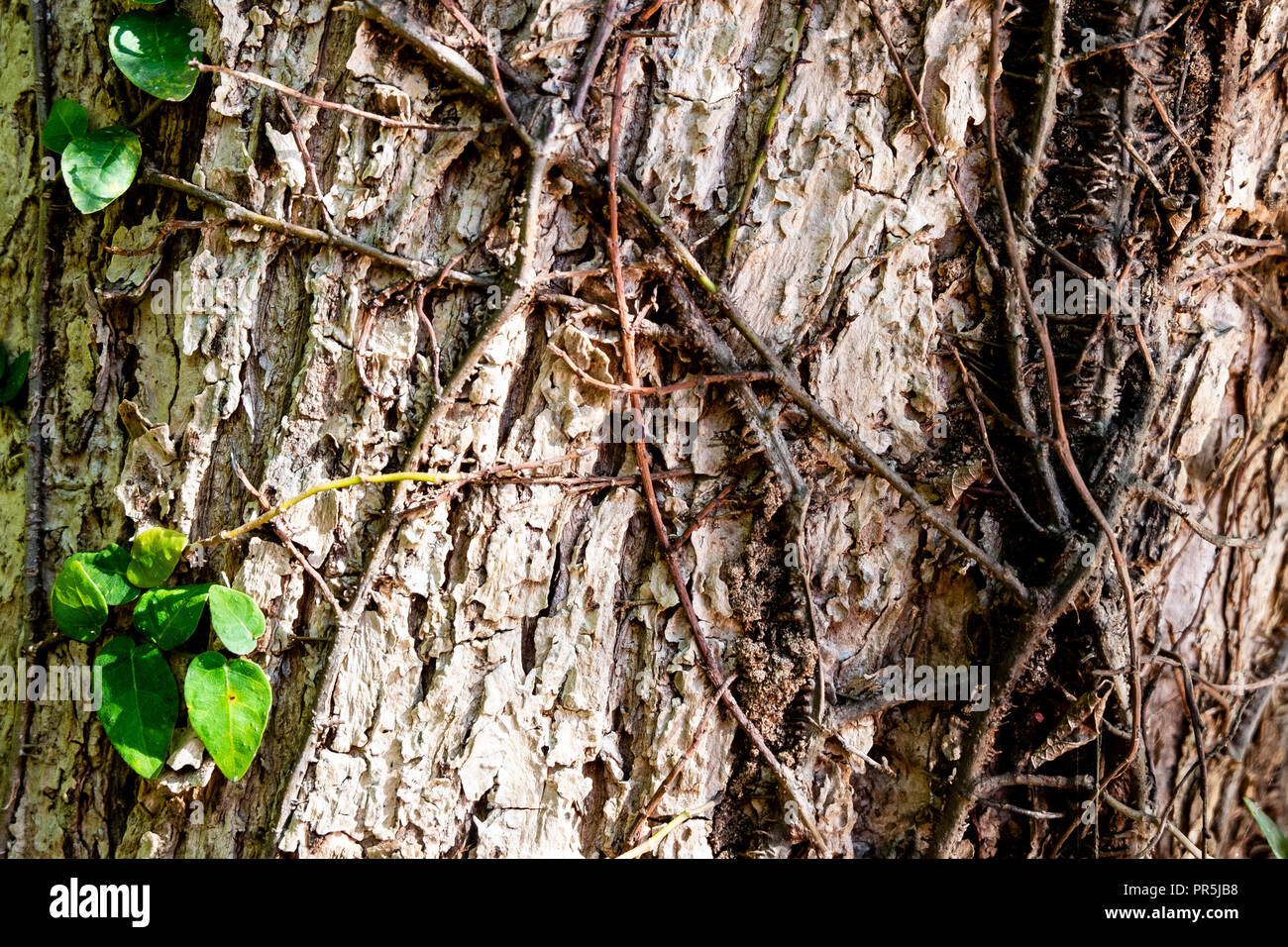 Vine roots hi-res stock photography and images - Alamy