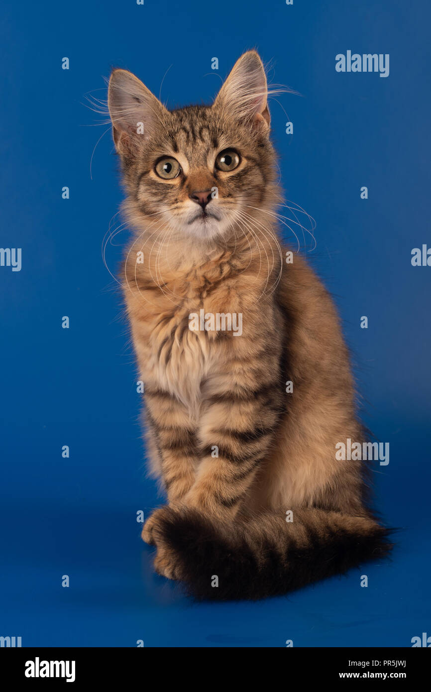 Small three month kitten mixed breed at studio on plain blue background ...