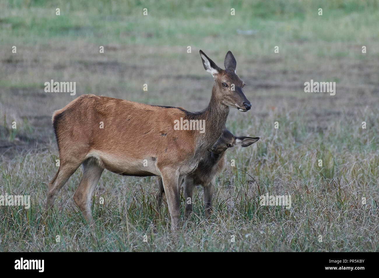 Red deer in its natural habitat in Denmark Stock Photo - Alamy