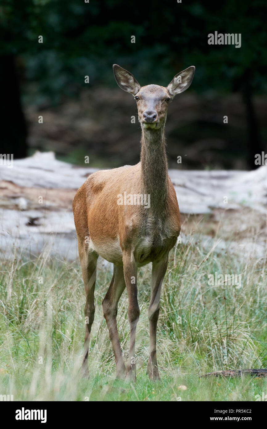 Red deer in its natural habitat in Denmark Stock Photo - Alamy