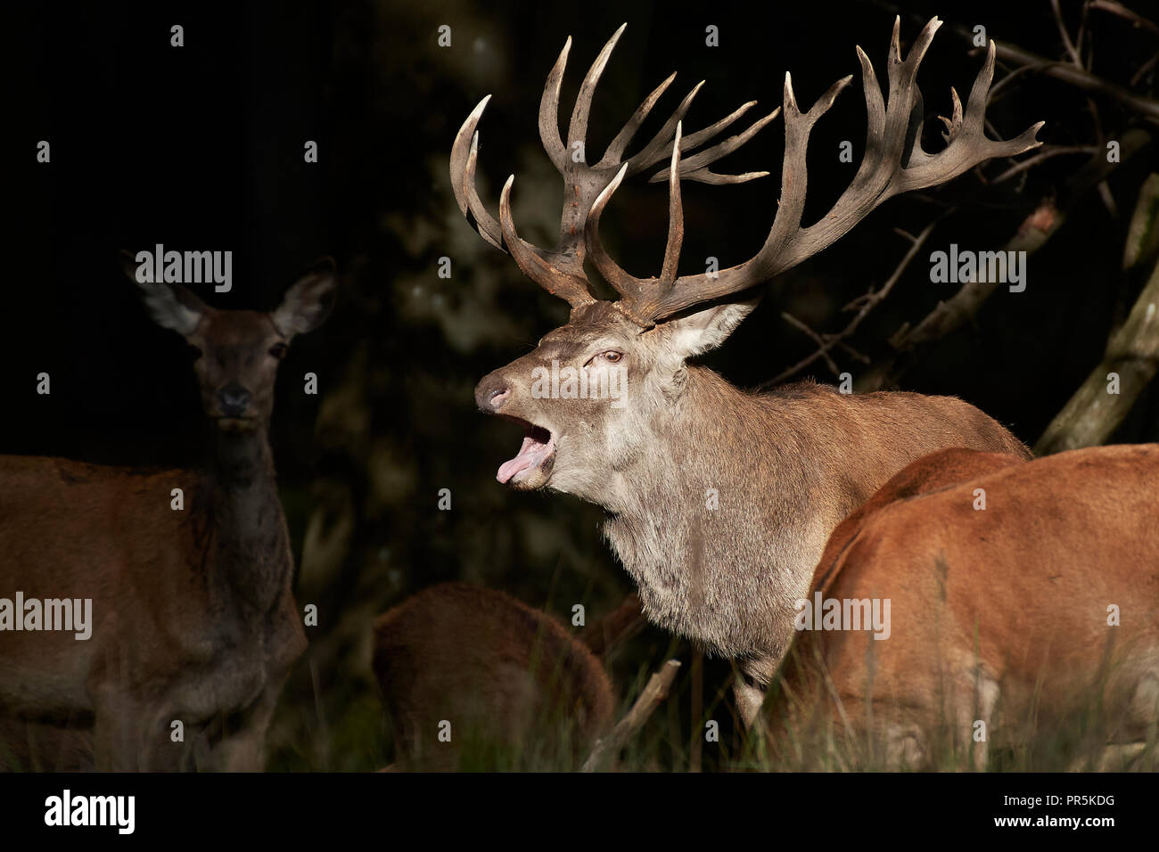 Red deer in its natural habitat in Denmark Stock Photo - Alamy