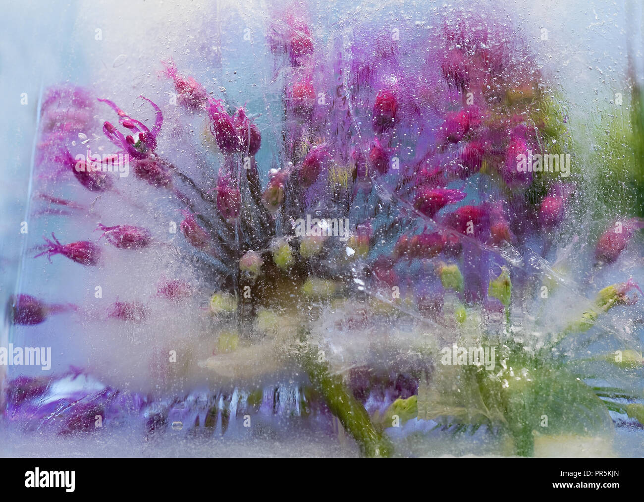 Frozen beautiful flower of allium. blossomsin the ice Stock Photo - Alamy