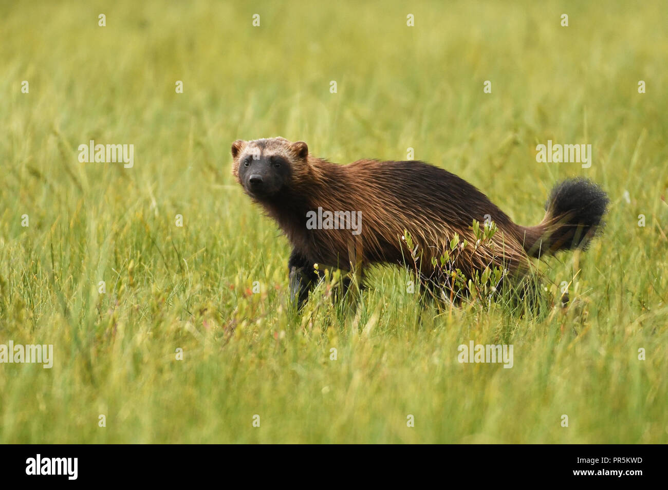 Wolverine animal with prey hi-res stock photography and images - Alamy