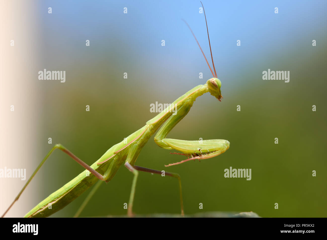 Sun mantis hi-res stock photography and images - Alamy