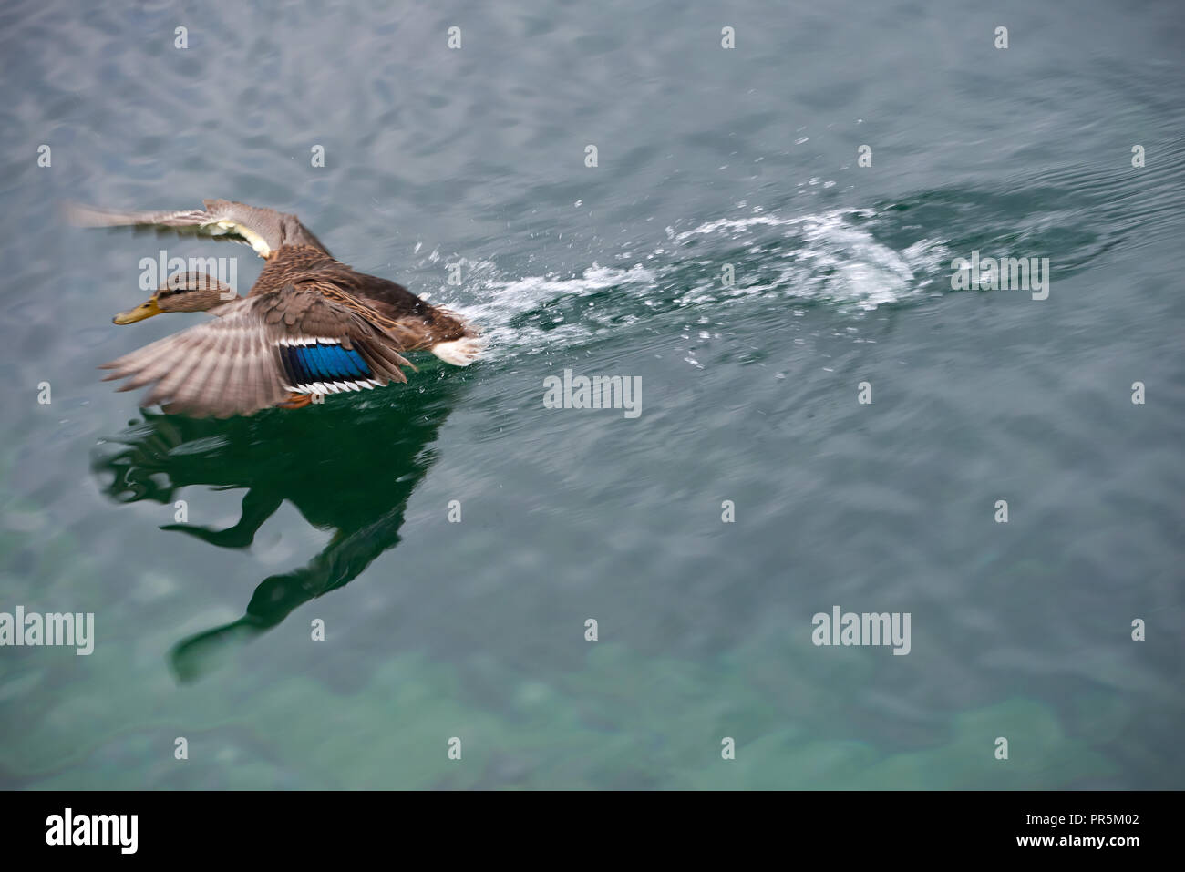 Duck Landing on Lake Stock Photo - Alamy