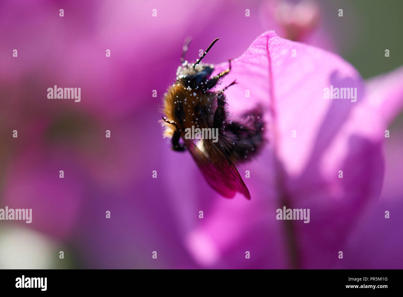 Bee with pollen on bougainvillea Stock Photo - Alamy
