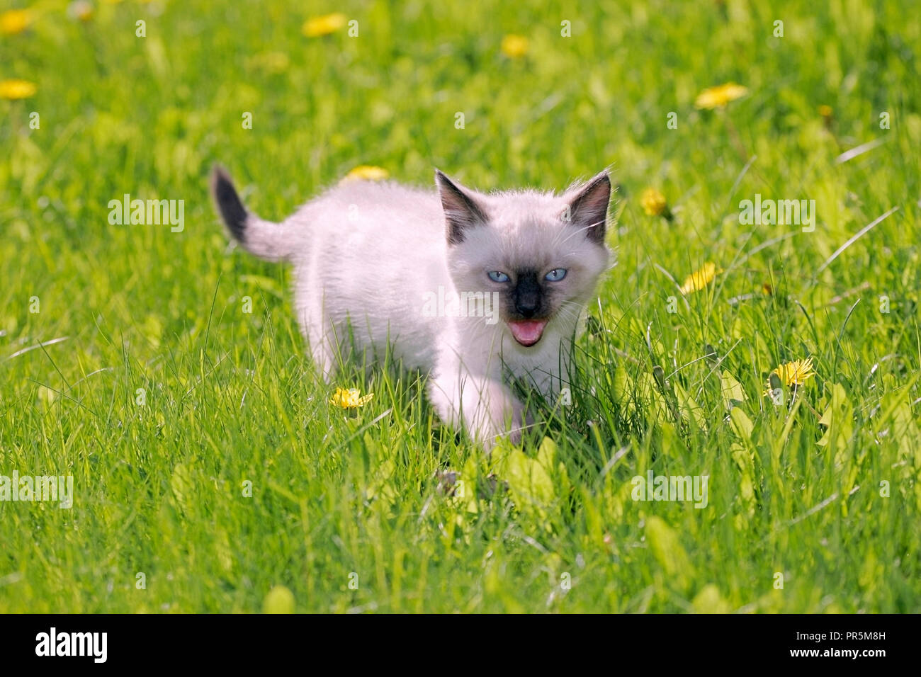 Cute few week old Siamese Kitten walking in grass, calling Stock Photo ...