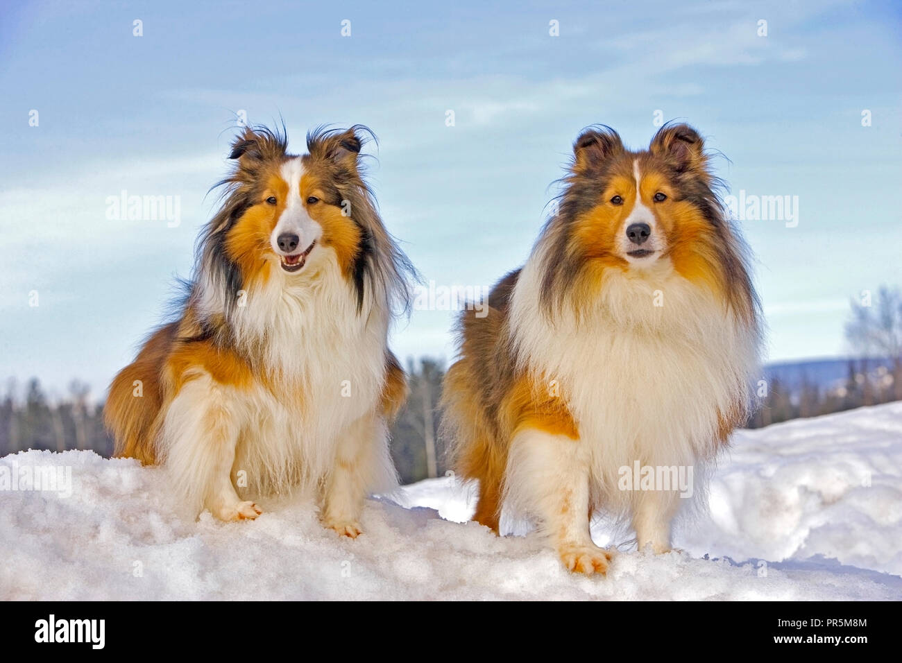 Shetland Sheepdog, two standing together on snow ,portrait Stock Photo ...
