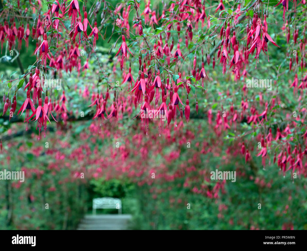 Flowering fuchsia archway Autumn Stock Photo - Alamy