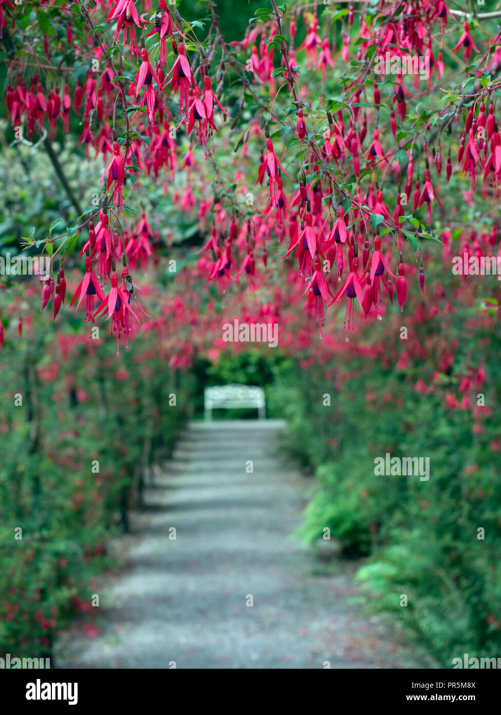 Native fuchsia plant hi-res stock photography and images - Alamy