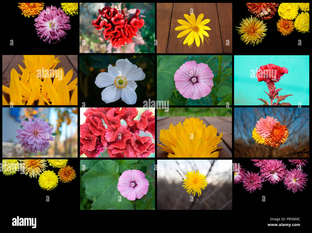 the collage of different flowers on the black Stock Photo - Alamy