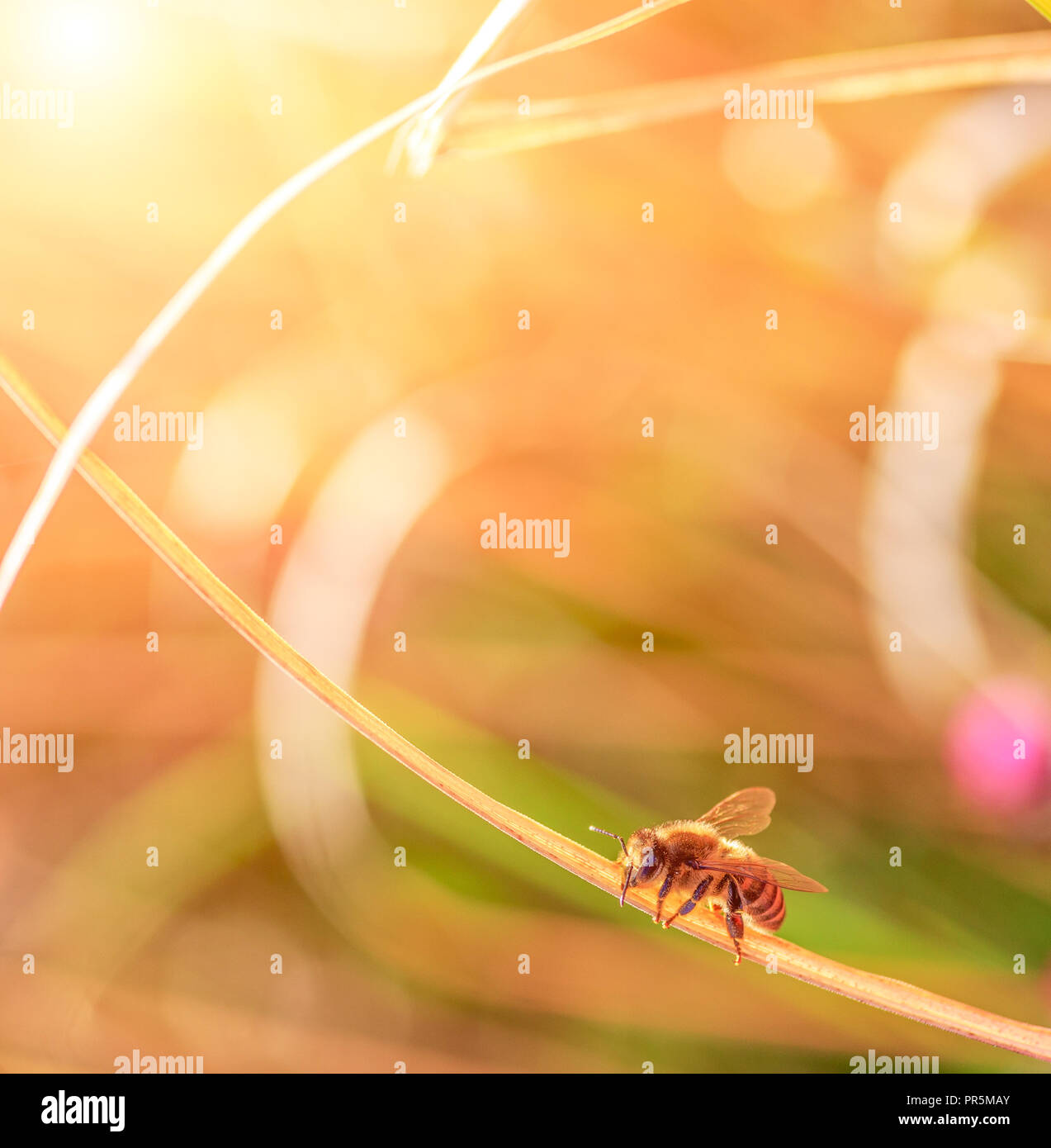 Hymenoptera autumn honey bee hi-res stock photography and images - Alamy