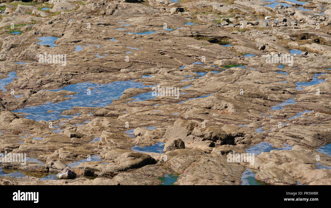 Closeup view of rocks and water pools on seashore for background Stock ...