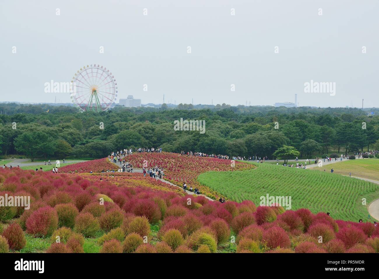Autumn landscape of Hitachi Seaside park. This nature park is famous ...