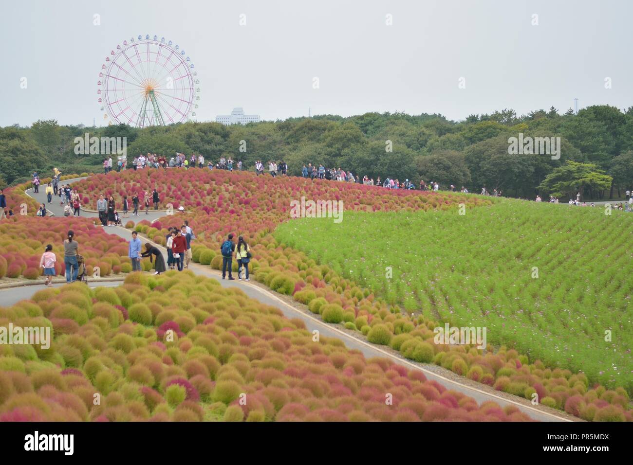 Autumn landscape of Hitachi Seaside park. This nature park is famous ...