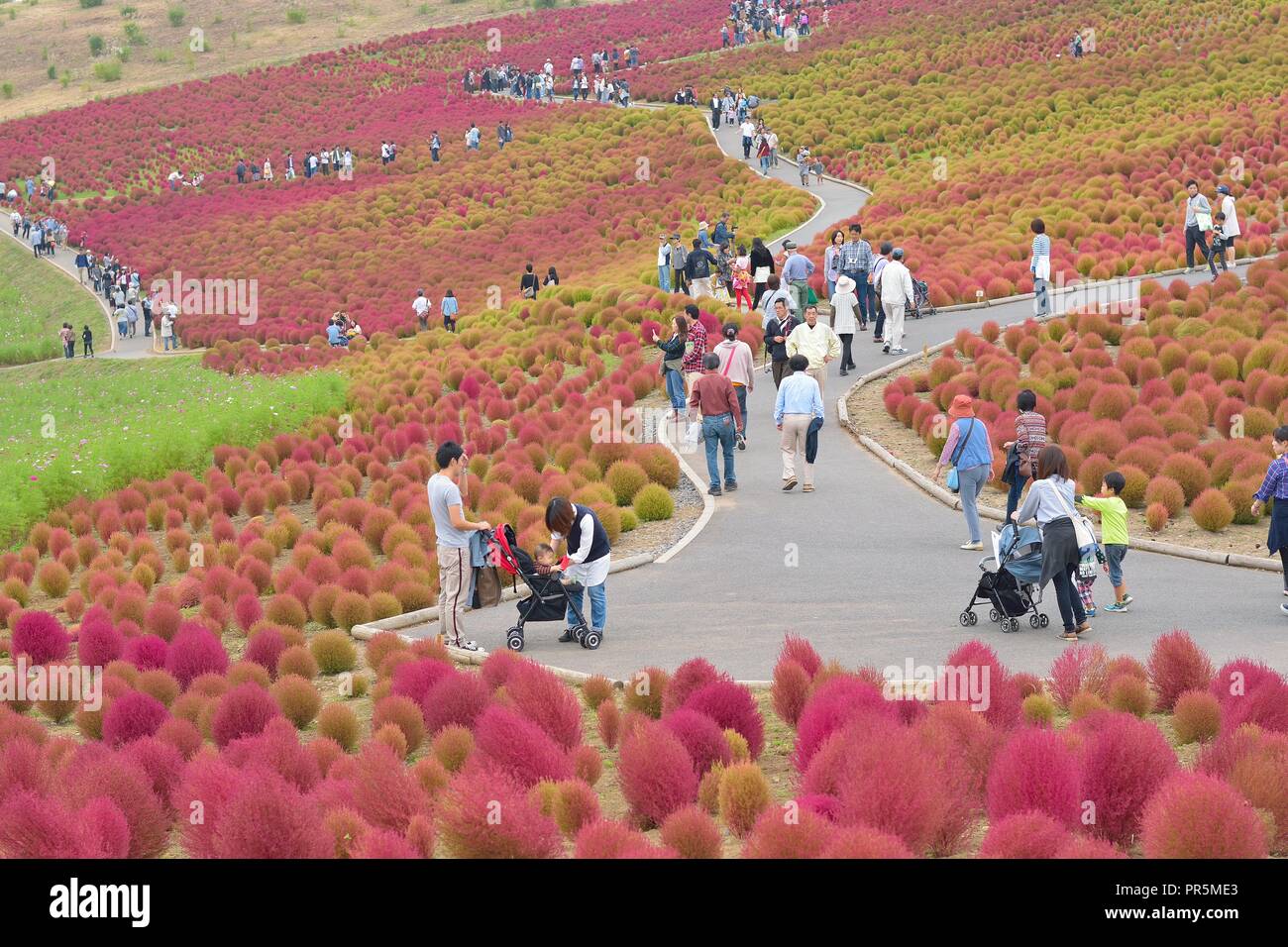 Autumn landscape of Hitachi Seaside park. This nature park is famous ...