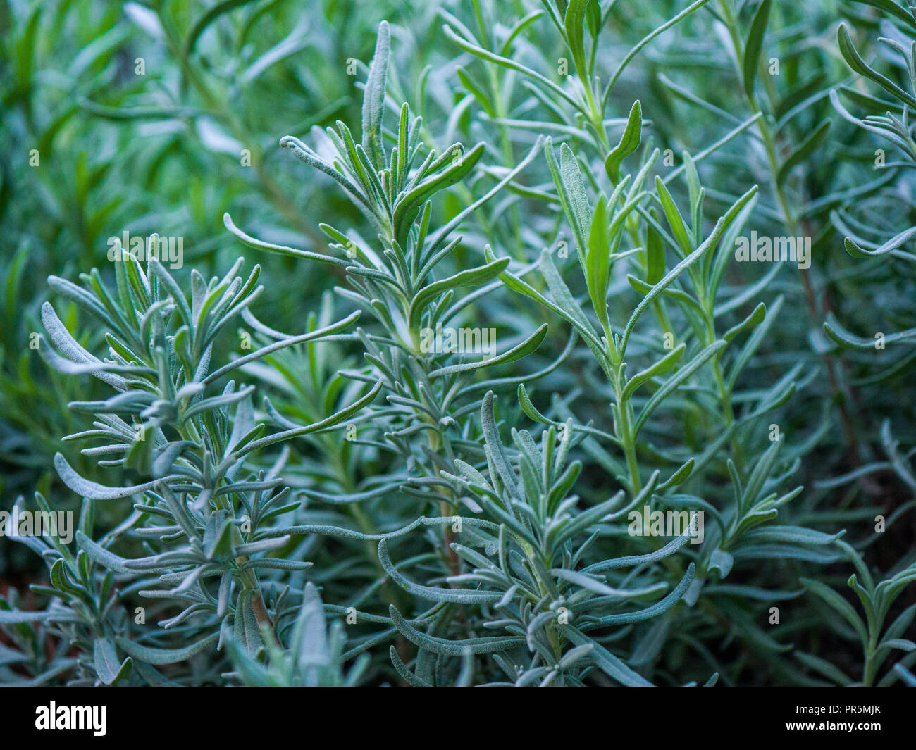 Lavender bush plants Stock Photo - Alamy