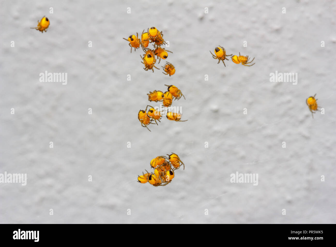 little kids yellow garden spider move around the web Stock Photo - Alamy
