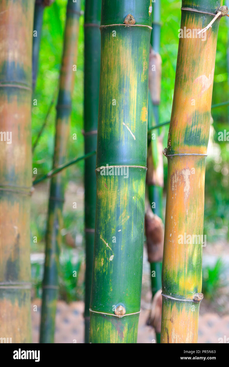 A bamboo stalk hi-res stock photography and images - Alamy