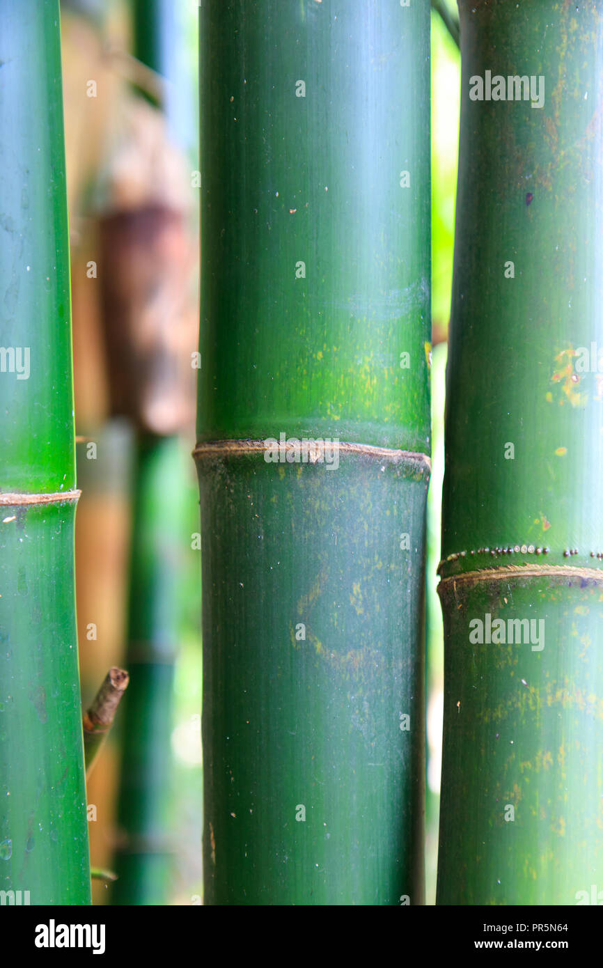 A Bamboo Stalk Stock Photo - Alamy