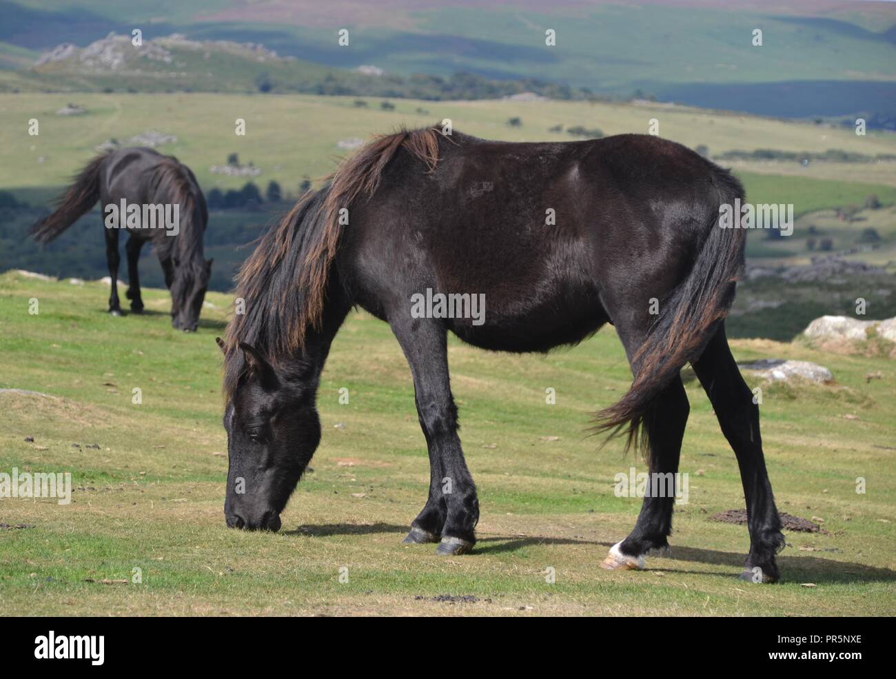 Ponies dartmoor hi-res stock photography and images - Alamy