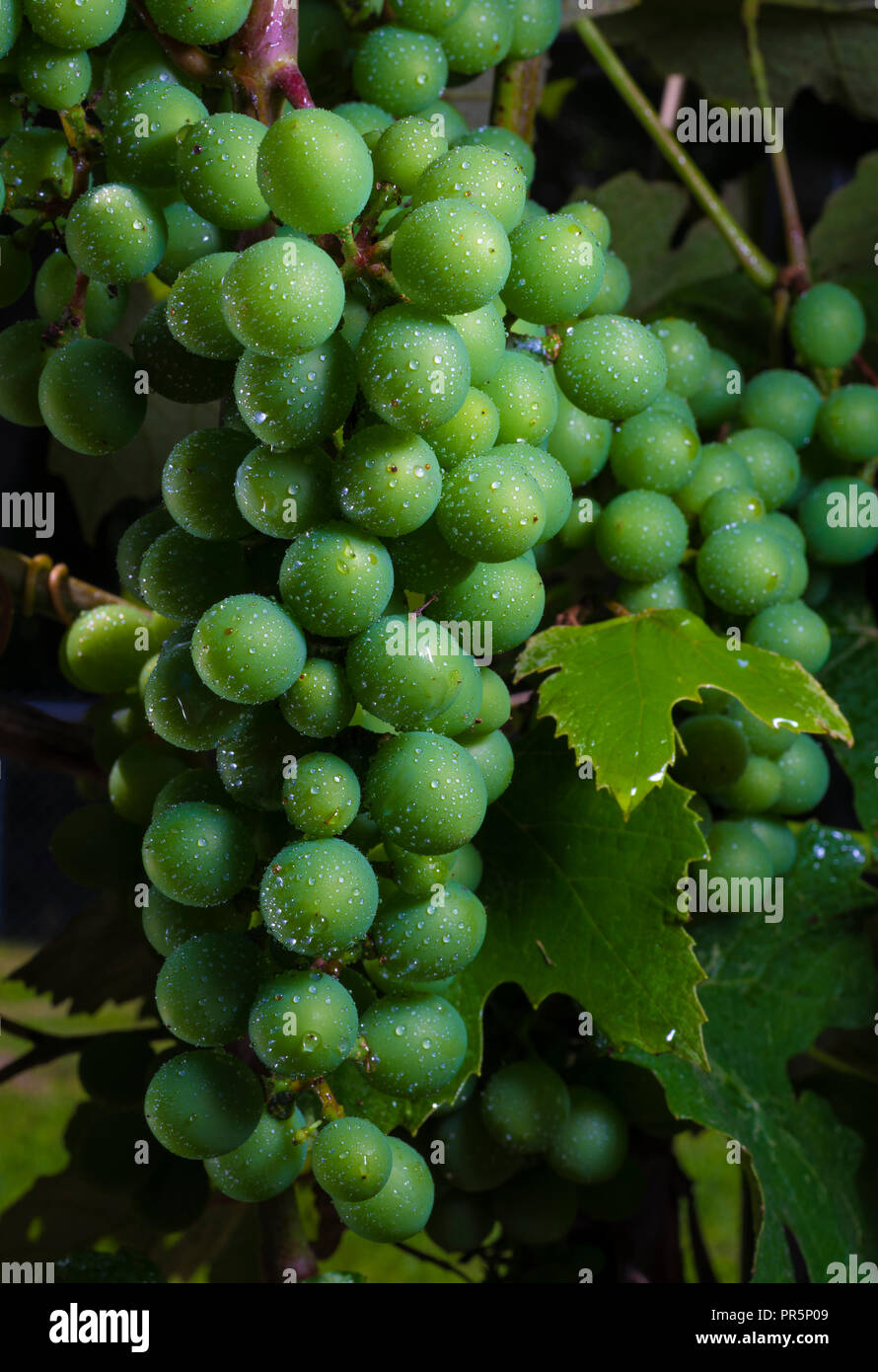 Water still on grapes in North Carolina after a rain Stock Photo - Alamy