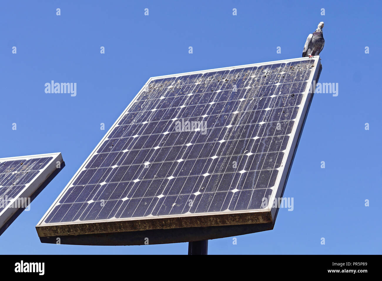 Solar panel bird poop dirty problem Stock Photo - Alamy