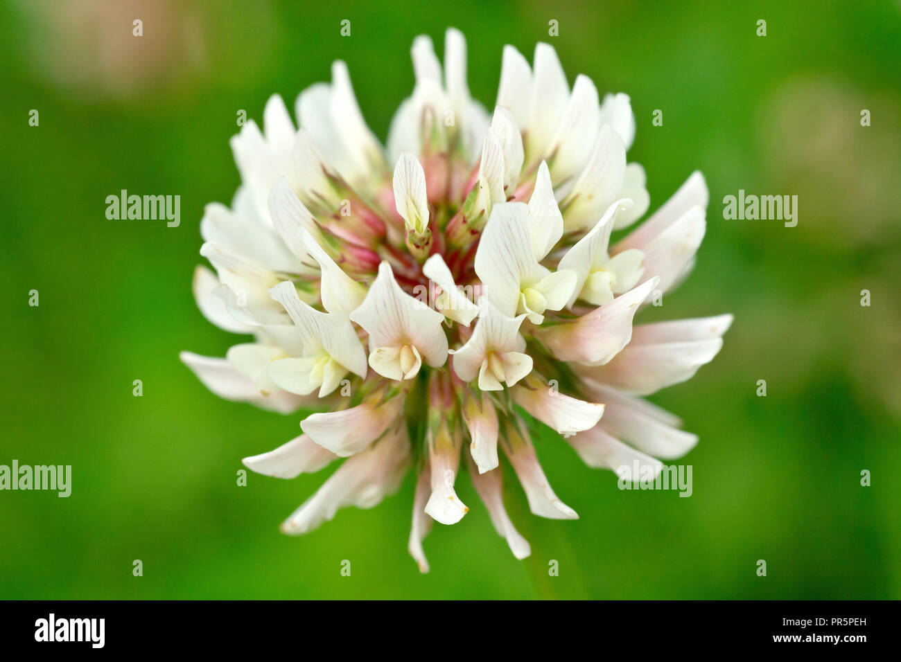 White Clover Flower