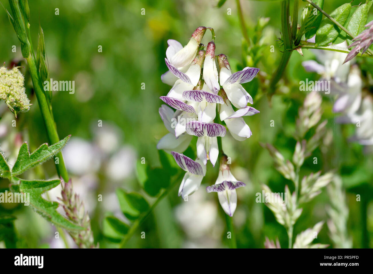 Wood Vetch (vicia sylvatica); close up of a cluster of flowers pushing ...