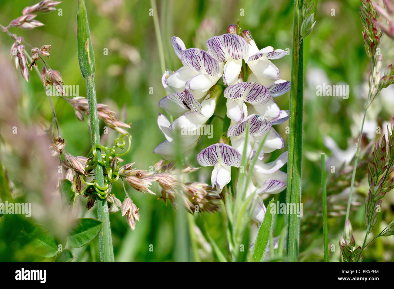 Wood Vetch (vicia sylvatica); close up of a cluster of flowers pushing ...