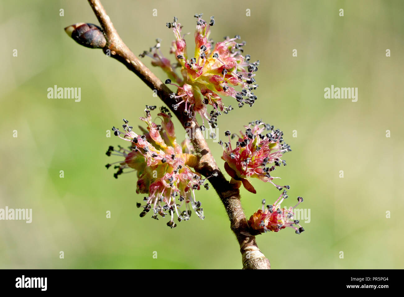 Elm tree flower hi-res stock photography and images - Alamy
