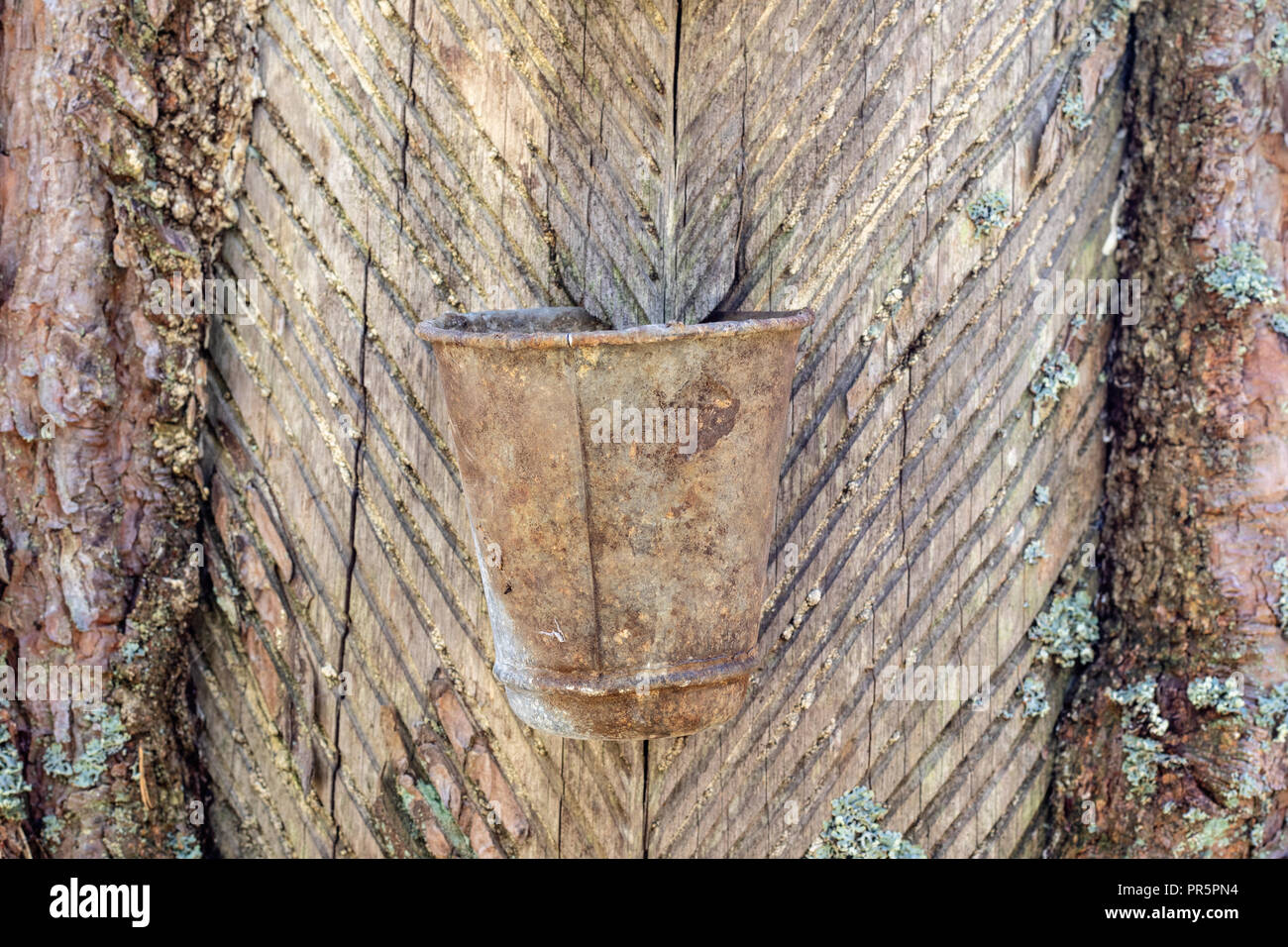 An old method of softwoods in central europe. Cut pine bark and a cup ...