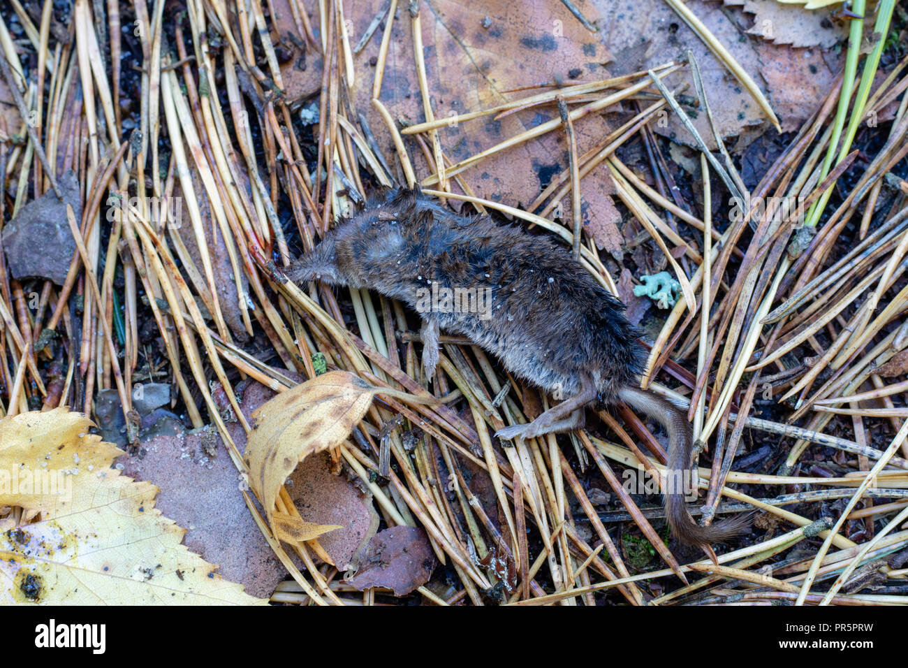 Dead mice winter hi-res stock photography and images - Alamy