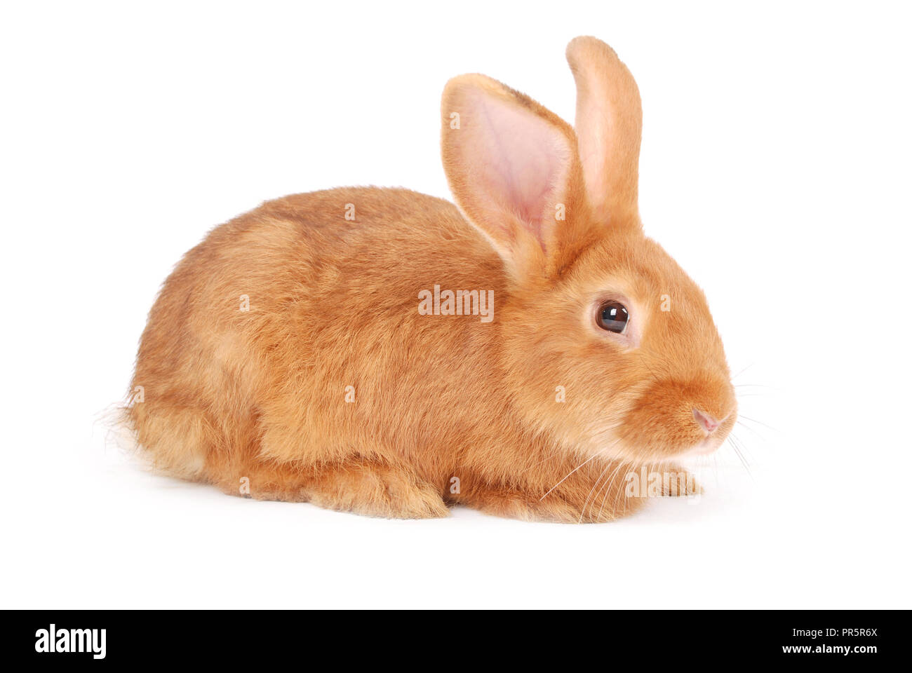 Little orange rabbit isolated on white background Stock Photo - Alamy