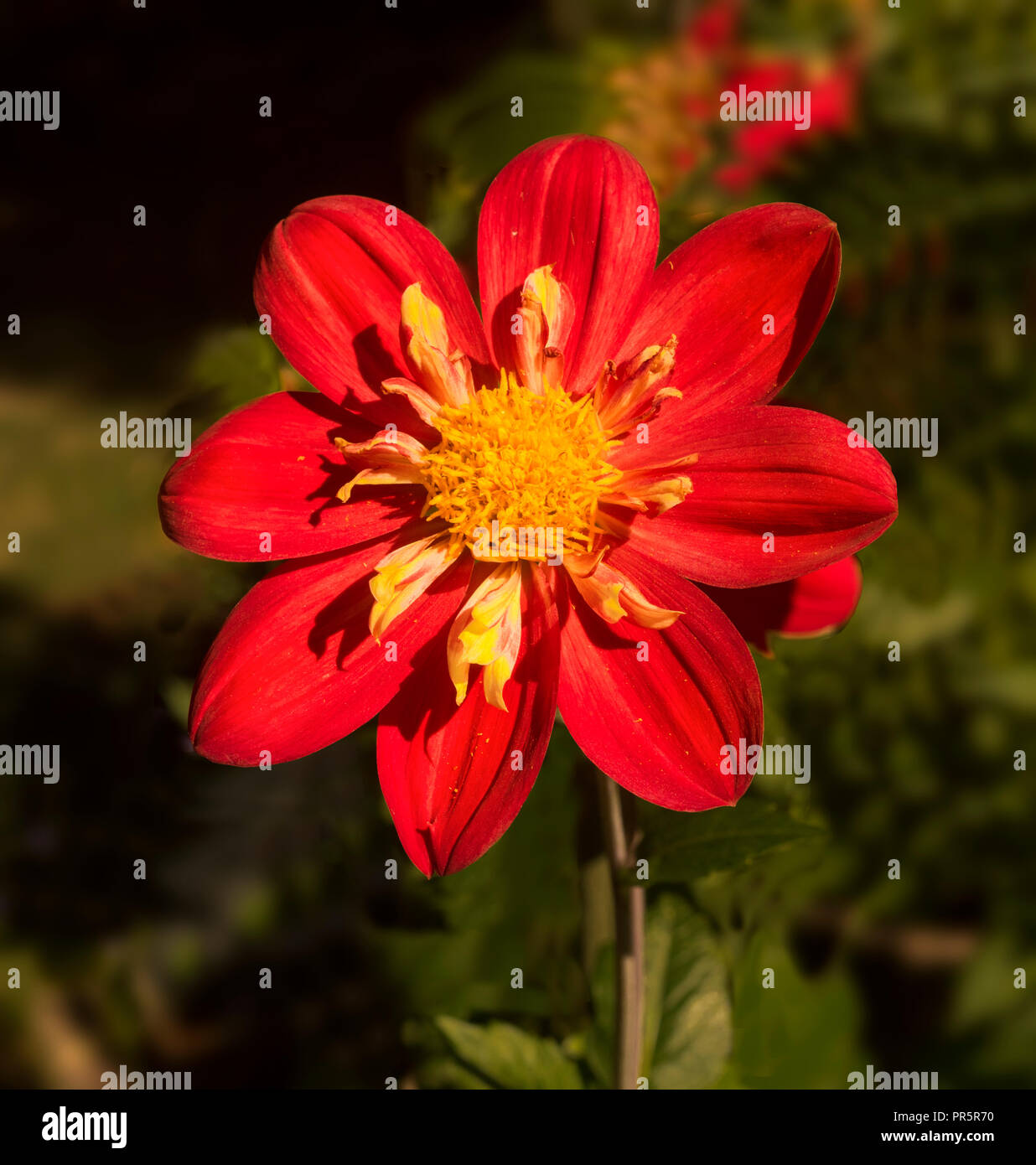 Raisa flowers hi-res stock photography and images - Alamy