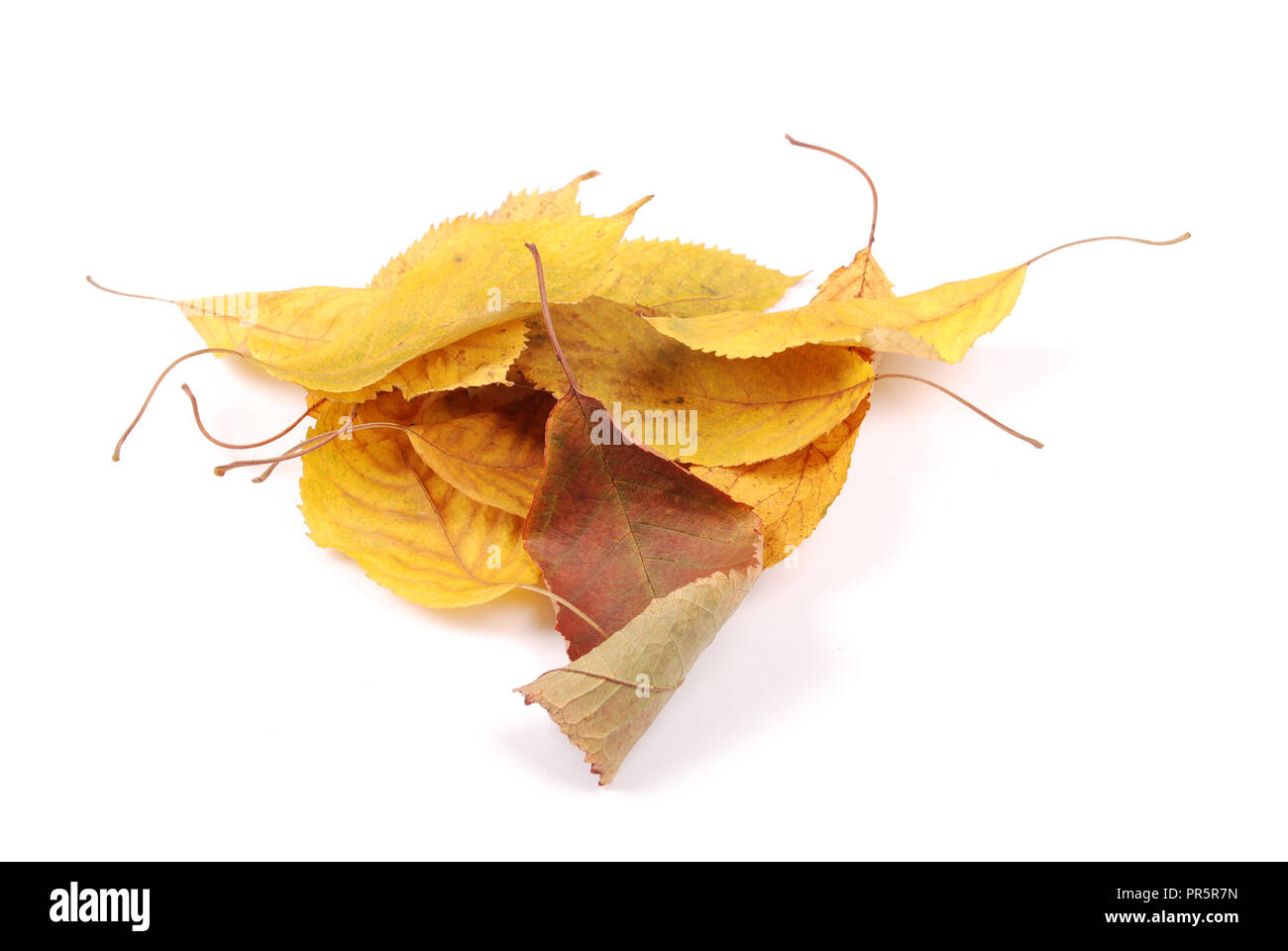 Collection group beautiful colorful autumn cherry leaves isolated on ...