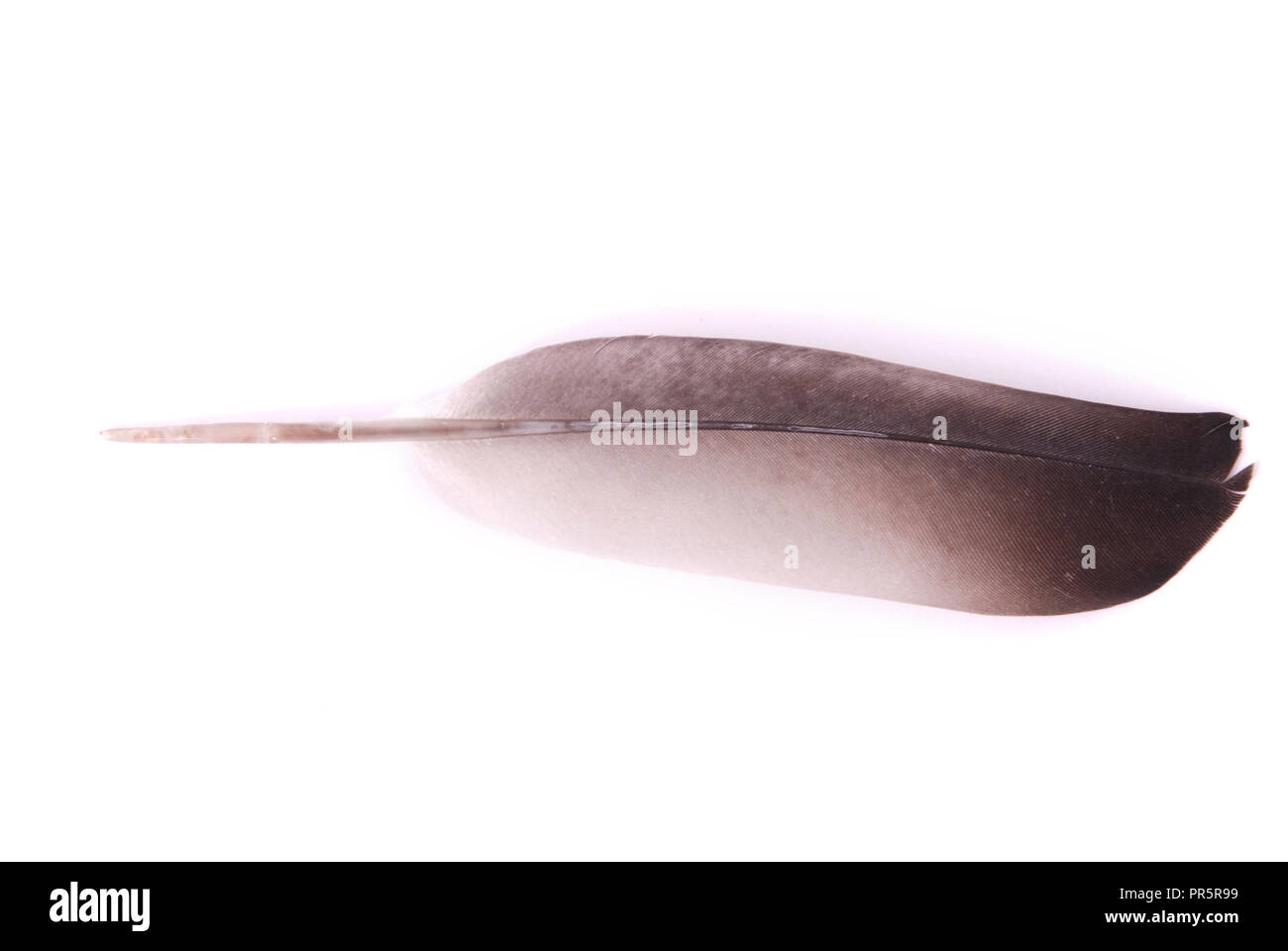 Single fluffy feather isolated on white Stock Photo - Alamy